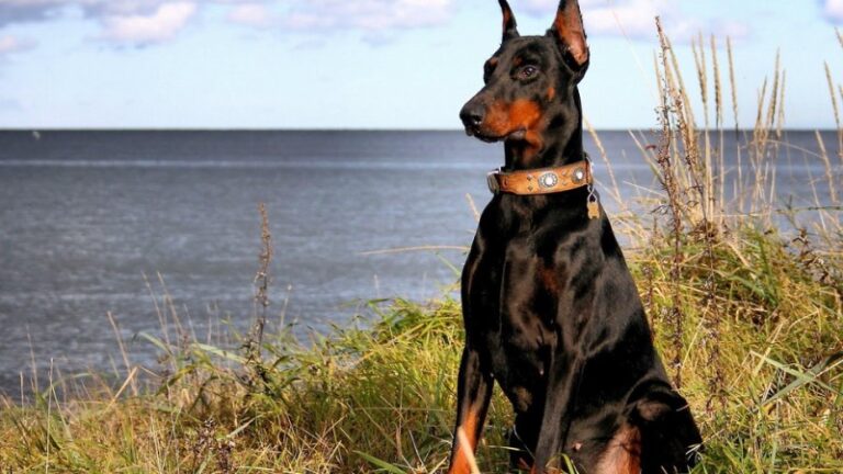 Ảnh con chó: Tổng hợp +50 hình ảnh nền dễ thương