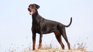 Ảnh con chó: Tổng hợp +50 hình ảnh nền dễ thương