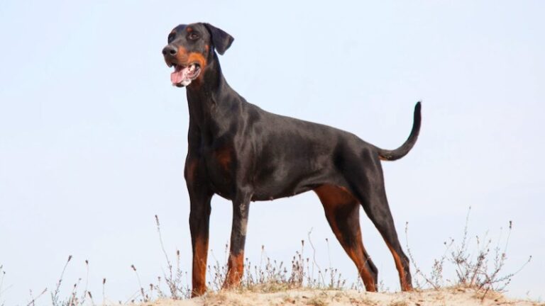 Chó Cute: 100+ Hình Ảnh Chó Cute Dễ Thương, Hài Hước Làm Nền Điện Thoại ...