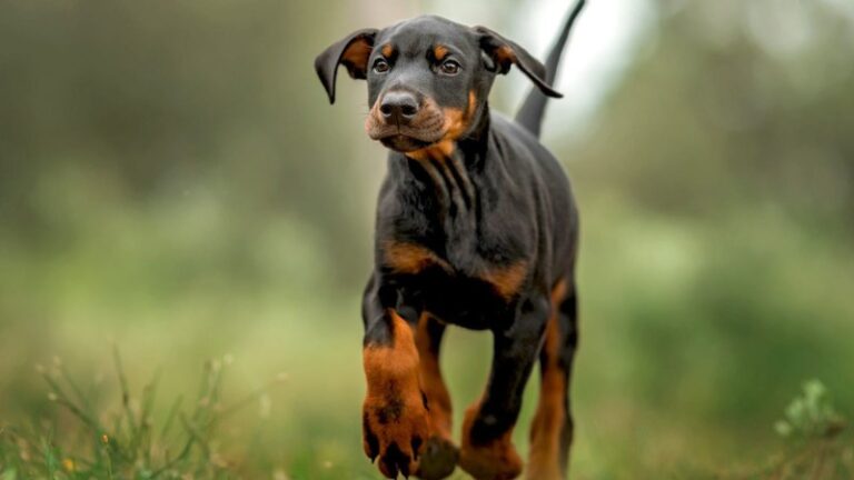 Chó Cute: 100+ Hình Ảnh Chó Cute Dễ Thương, Hài Hước Làm Nền Điện Thoại ...