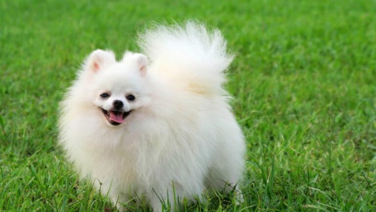 Chó Cute: 100+ Hình Ảnh Chó Cute Dễ Thương, Hài Hước Làm Nền Điện Thoại ...