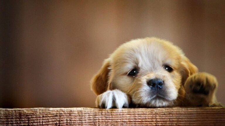 Chó Cute: 100+ Hình Ảnh Chó Cute Dễ Thương, Hài Hước Làm Nền Điện Thoại ...