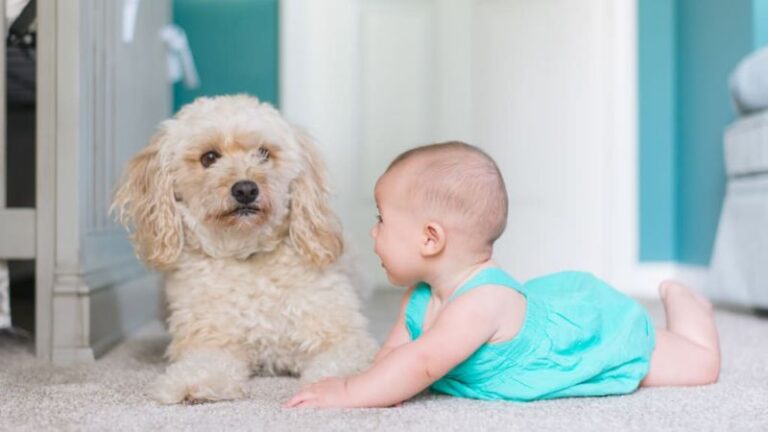 1000+ Ảnh Em Bé Đáng Yêu, Dễ Thương Làm Hình Nền Điện Thoại, Máy Tính ...