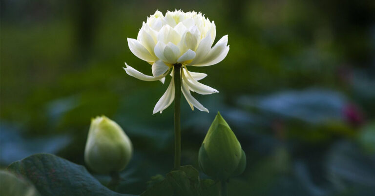 150+ Ảnh Hoa Sen Trắng Đẹp & Ý Nghĩa: Tinh Khôi, Buồn & Avatar Tang Lễ