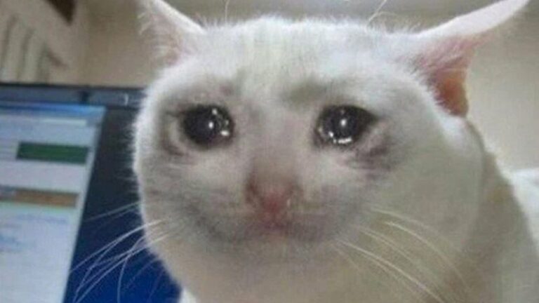 1001+ Meme Con Mèo Bựa, Hài Hước, Cute [Cập Nhật Mới]