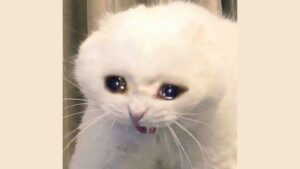 1001+ Meme Con Mèo Bựa, Hài Hước, Cute [Cập Nhật Mới]