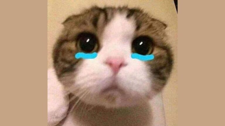 1001+ Meme Con Mèo Bựa, Hài Hước, Cute [Cập Nhật Mới]