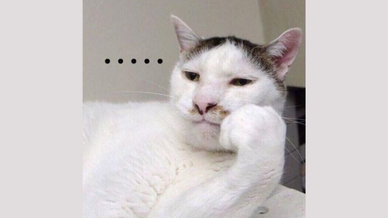 1001+ Meme Con Mèo Bựa, Hài Hước, Cute [Cập Nhật Mới]