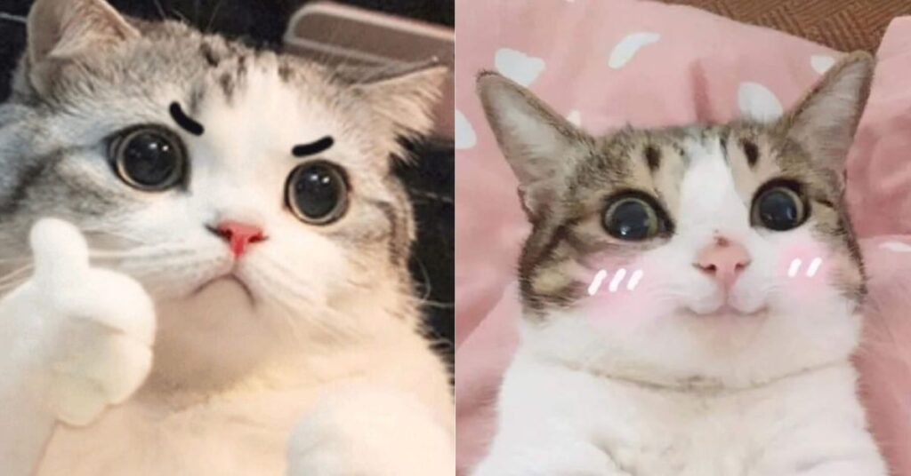 1001+ Meme Mèo Hài Hước Bựa Cute 2026 - Tải Ngay!