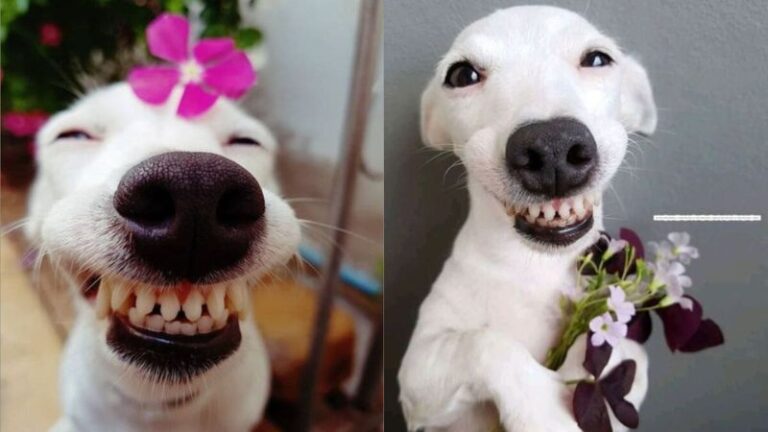 99+ Ảnh troll bạn bè cực hài hước và độc đáo nhất