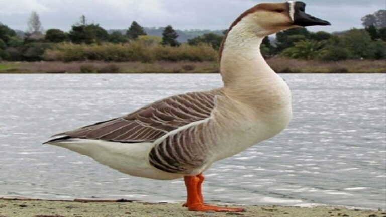 Hình ảnh con vật dạy trẻ nhận biết