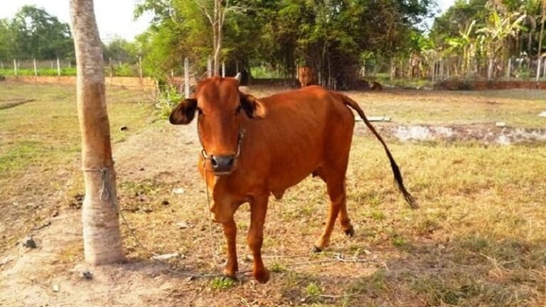 Hình ảnh con vật dạy trẻ nhận biết