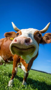 Sưu tập 1000+ hình ảnh chế hài hước, cute nhất