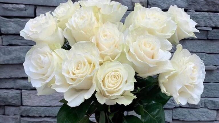 100+ Hình ảnh Hoa Hồng đẹp nhất