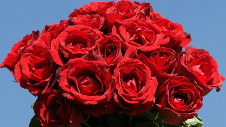 100+ Hình ảnh Hoa Hồng đẹp nhất