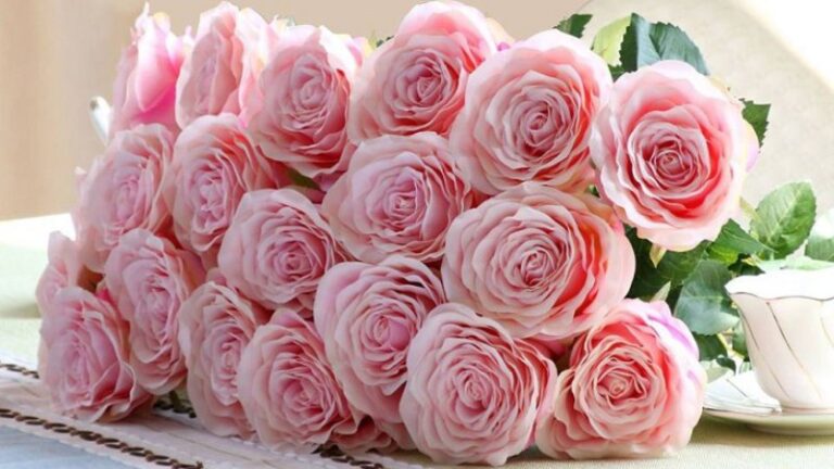 100+ Hình ảnh Hoa Hồng đẹp nhất