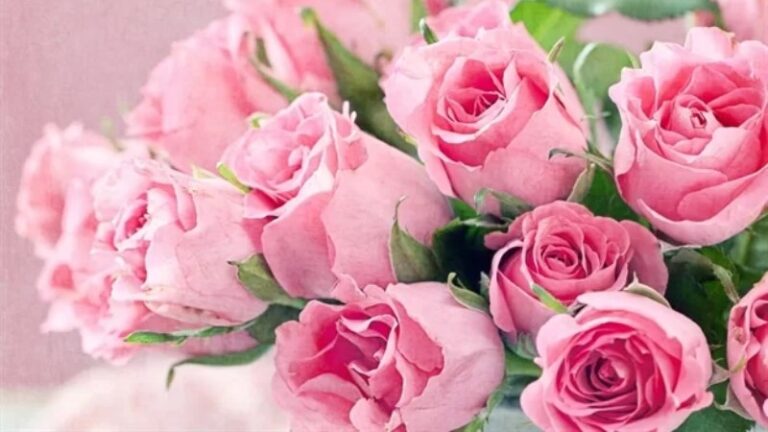 100+ Hình ảnh Hoa Hồng đẹp nhất