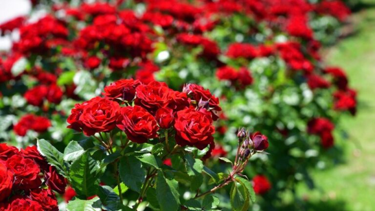 100+ Hình ảnh Hoa Hồng đẹp nhất