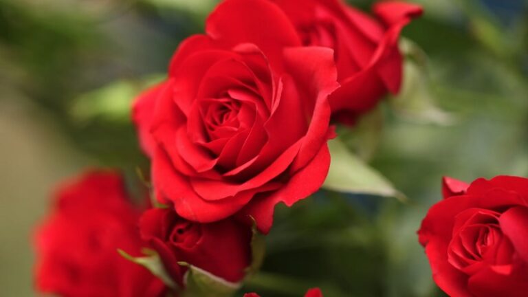 100+ Hình ảnh Hoa Hồng đẹp nhất