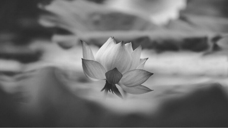 Ảnh trắng đen: 1000 bức ảnh đẹp chất lượng cao