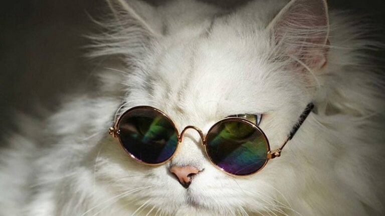 299+ Ảnh Mèo Cute, Ngầu, Meme Hài Hước 4K Đẹp Nhất