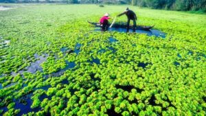 Tổng hợp hình nền ảnh đồng quê Việt Nam đẹp nhất