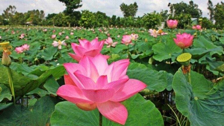 Tổng hợp hình nền ảnh đồng quê Việt Nam đẹp nhất