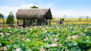 Tổng hợp hình nền ảnh đồng quê Việt Nam đẹp nhất