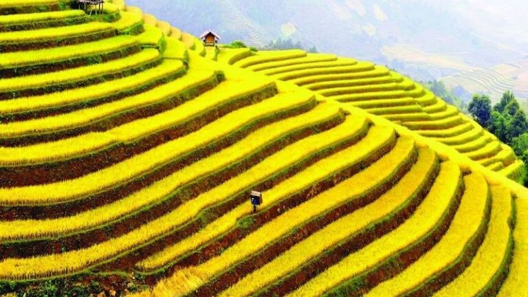 Tổng hợp hình nền ảnh đồng quê Việt Nam đẹp nhất