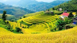 Tổng hợp hình nền ảnh đồng quê Việt Nam đẹp nhất