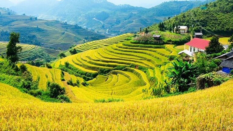 Tổng hợp hình nền ảnh đồng quê Việt Nam đẹp nhất