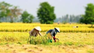 Tổng hợp hình nền ảnh đồng quê Việt Nam đẹp nhất