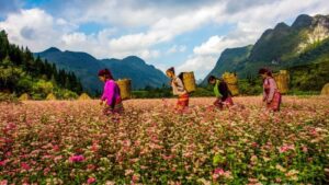 Tổng hợp hình nền ảnh đồng quê Việt Nam đẹp nhất