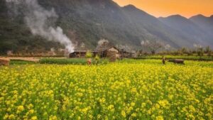 Tổng hợp hình nền ảnh đồng quê Việt Nam đẹp nhất