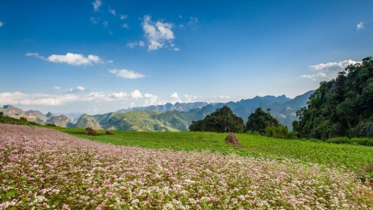 Tổng hợp hình nền ảnh đồng quê Việt Nam đẹp nhất