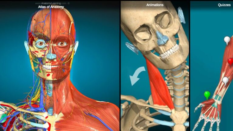 Tải phần mềm Anatomy Learning mới nhất