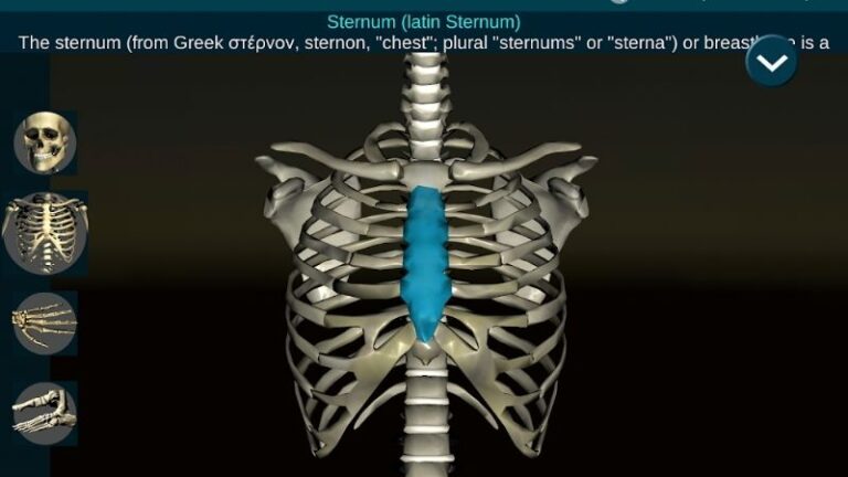 Tải phần mềm Anatomy Learning mới nhất