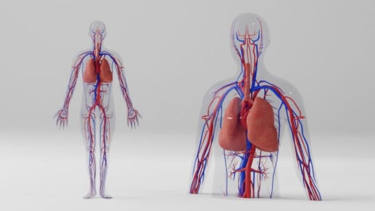 Tải phần mềm Anatomy Learning mới nhất