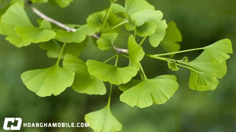 Cách Dùng Ginkgo Biloba Bổ Não